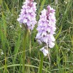 Isle of Man: Half Day Wildlife Adventure Tour - Pricing and Value