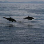 Isle of Mull: Guided Coastal Walk to Tobermory Lighthouse - What’s Included and What’s Not