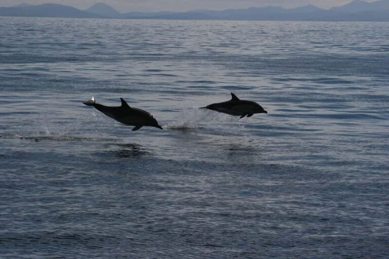 Isle of Mull: Guided Coastal Walk to Tobermory Lighthouse - What’s Included and What’s Not