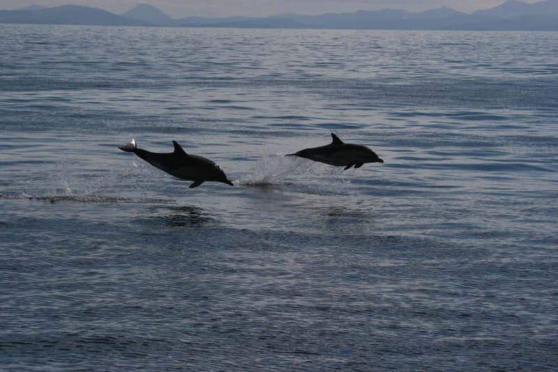 Isle of Mull: Guided Coastal Walk to Tobermory Lighthouse - What’s Included and What’s Not