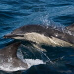Isle of Mull: Guided Wildlife Watch at Glengorm Castle - Why Choose This Tour?