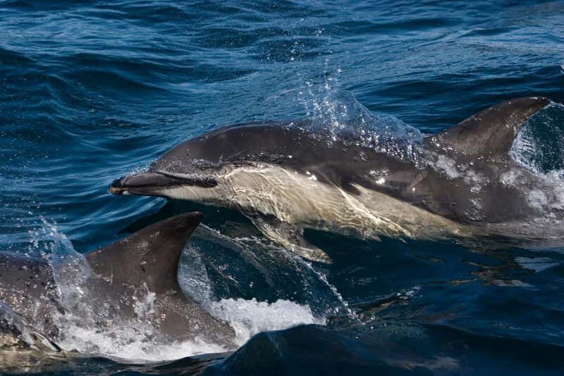 Isle of Mull: Guided Wildlife Watch at Glengorm Castle - Why Choose This Tour?