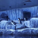 Istanbul: Aquarium Ticket and Round Trip Shuttle from Taksim - Analyzing the Value