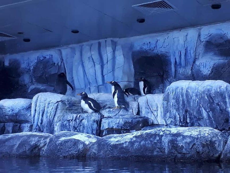 Istanbul: Aquarium Ticket and Round Trip Shuttle from Taksim - Analyzing the Value