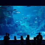 Istanbul: Aquarium Ticket with Shuttle Bus from Sultanahmet - Who Would Love This Tour?
