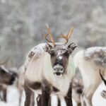 Ivalo: Aurora Hunting with Reindeer - The Value of the Tour