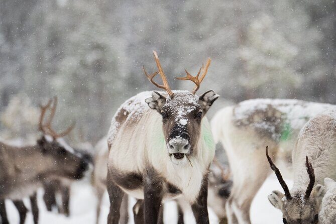 Ivalo: Aurora Hunting with Reindeer - The Value of the Tour