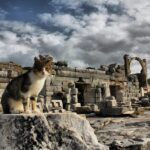 Izmir : Ephesus and Sirince Guided Tour - What You Can Expect on the Tour