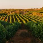 Jeep Safari with Winery Visit & Wine Tasting included - An In-Depth Look at the Experience