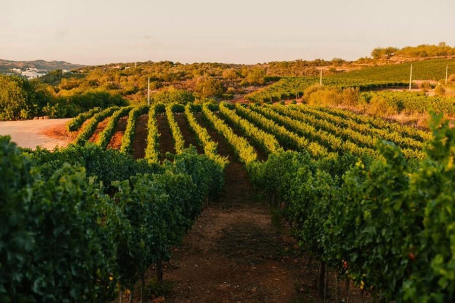 Jeep Safari with Winery Visit & Wine Tasting included - An In-Depth Look at the Experience
