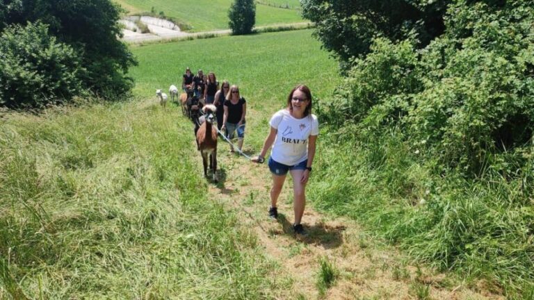 Jettingen-Scheppach: Alpaca hike through the Mindeltal - Why You Should Consider This Tour