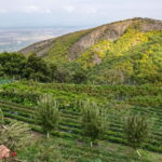 Kakheti's Contrasts: Faith & Fairytale, Bodbe & Sighnaghi - Who Should Consider This Tour?
