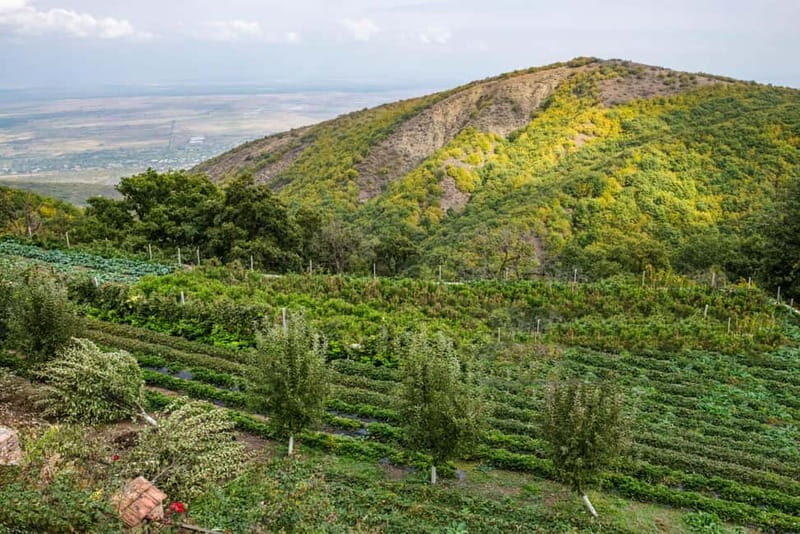 Kakheti's Contrasts: Faith & Fairytale, Bodbe & Sighnaghi - Who Should Consider This Tour?