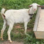 Kalamata: Farm-to-Table Experience with Cooking - Who Should Consider This Experience?