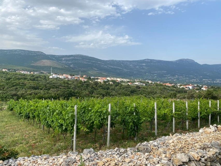 Kastela: Wine & Olive Tasting Tour w/Delicacies & Live Music - What Makes This Tour Special?