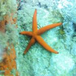 Kayak and snorkel Tour Platja d'Aro - The Experience in Depth