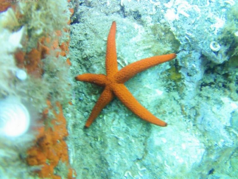 Kayak and snorkel Tour Platja d'Aro - The Experience in Depth