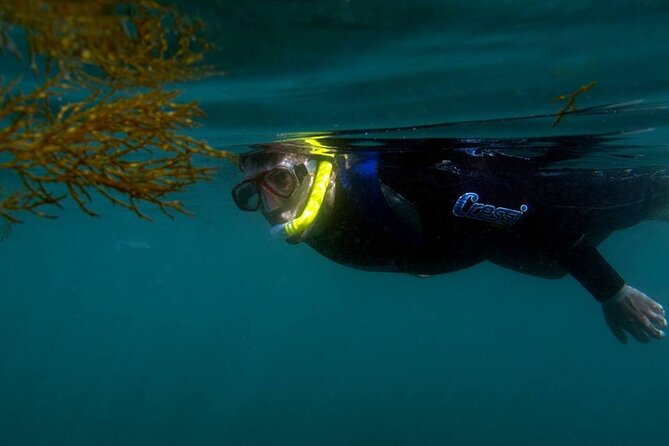 Kayak and Snorkeling Adventure in Arrabida - Key Points
