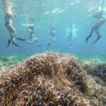 Kayak&Snorkel Tour - The Secret of the Posidonia - Snorkeling and the Underwater Forest