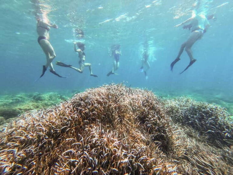 Kayak&Snorkel Tour - The Secret of the Posidonia - Snorkeling and the Underwater Forest