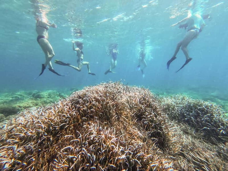 Kayak&Snorkel Tour - The Secret of the Posidonia - Snorkeling and the Underwater Forest
