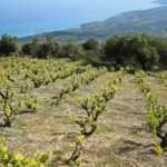 Kefalonia Wine Adventure in 3 Wineries With Tastings - Final Thoughts