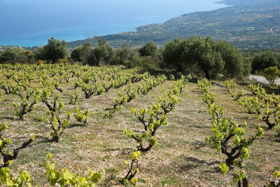 Kefalonia Wine Adventure in 3 Wineries With Tastings - Final Thoughts