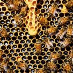 Kefalonia:Private Olive Oil, Honey & Wine Tasting Experience - An In-Depth Look at the Kefalonia Tasting Tour