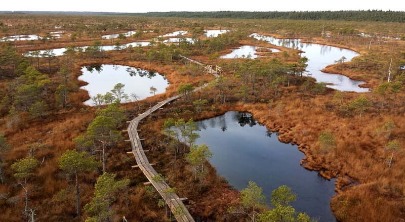 Kemeri National Park & Baltic Seaside Tour Bog Boardwalk - The Experience and Value
