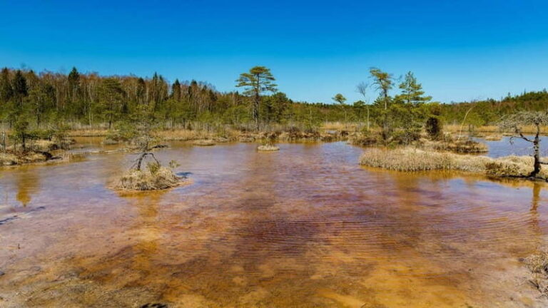 Kemeri National Park Outdoor Tour - What’s Included and What’s Not