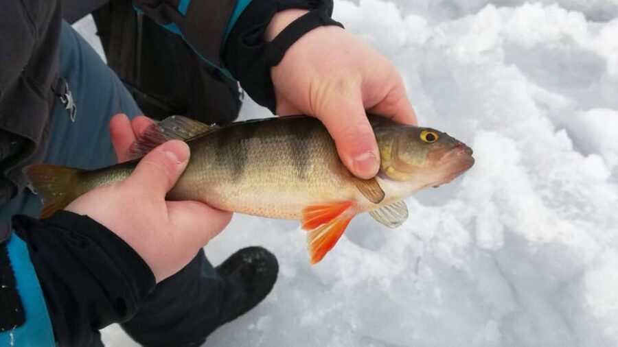 Kemi-Tornio: Ice Fishing Safari with Snowmobiles - A Deep Dive Into the Arctic: What the Tour Offers