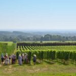 Kent: Yotes Court Vineyard Tour and Tasting - An Introduction to Yotes Court Vineyard