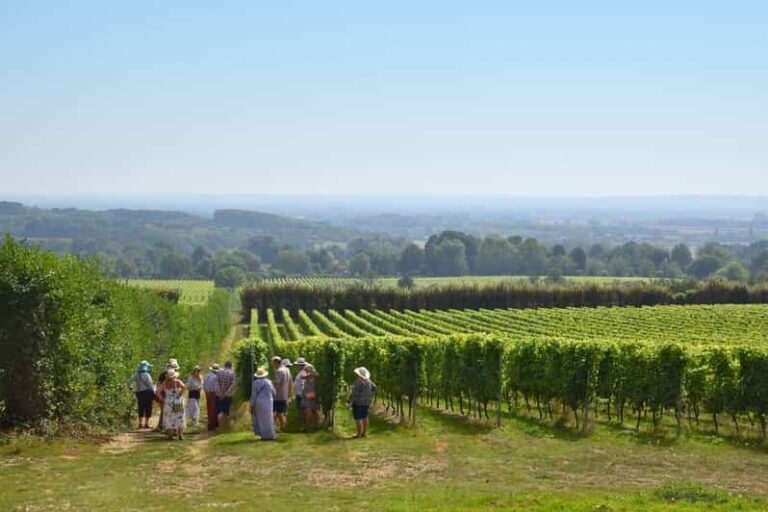 Kent: Yotes Court Vineyard Tour and Tasting - An Introduction to Yotes Court Vineyard