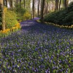 Keukenhof, Tulip Farm, Flower Fields & Zaanse Schans Windmills - FAQs