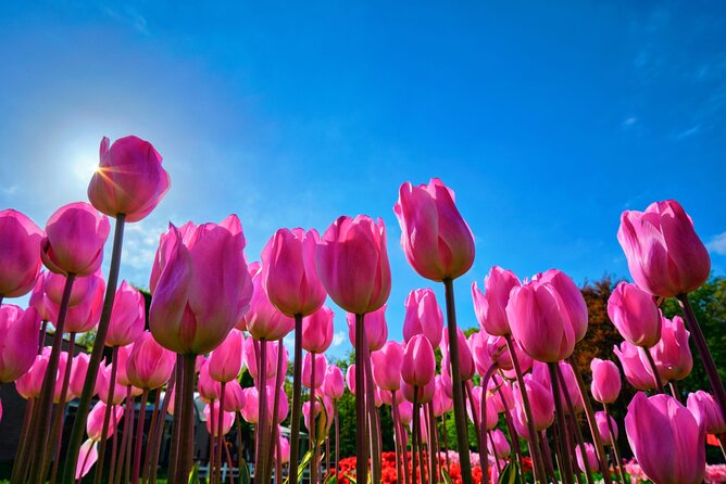 Keukenhof Tulip Garden Tour - Key Points