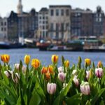 Keukenhof & Zaanse Schans (Best of Holland with windmill) Guided Tour with local - The Sum Up: Who Is This Tour Best For?