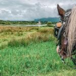 Killarney Jaunting Car Tour - The Experience: Atmosphere and Comfort