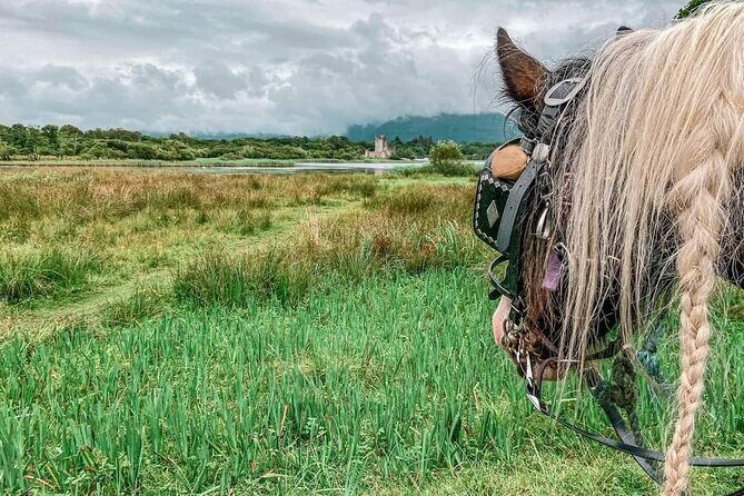 Killarney Jaunting Car Tour - The Experience: Atmosphere and Comfort
