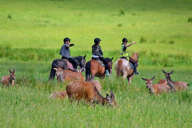 Killarney National Park Horseback Ride. Co Kerry. Guided. 3 hours. - The Itinerary in Detail