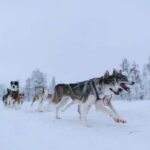 Kiruna: Husky Sled Ride with Traditional Lunch - What to Expect: From Start to Finish