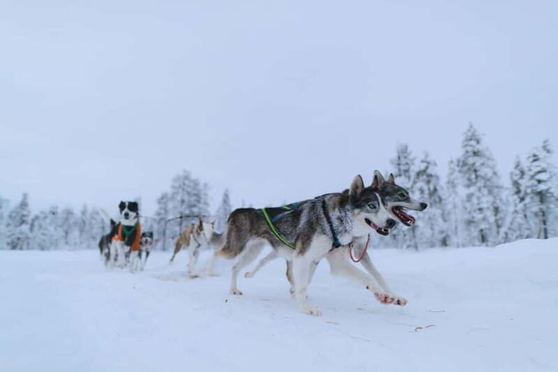 Kiruna: Husky Sled Ride with Traditional Lunch - What to Expect: From Start to Finish