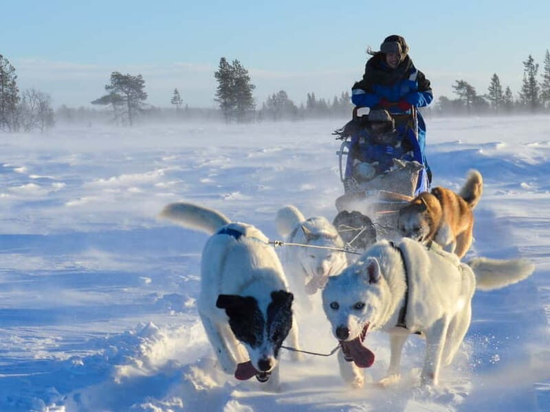 Kiruna: Self-drive Husky Morning Tour - A Warm Finish: Food and Fellowship in a Sami Tent