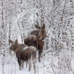 Kiruna: Wildlife and nature photography - What Makes This Tour Unique?