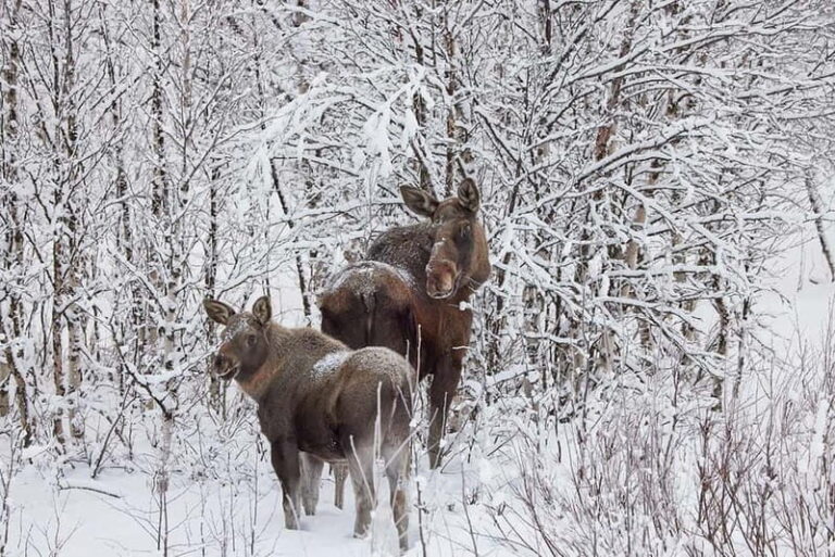 Kiruna: Wildlife and nature photography - What Makes This Tour Unique?