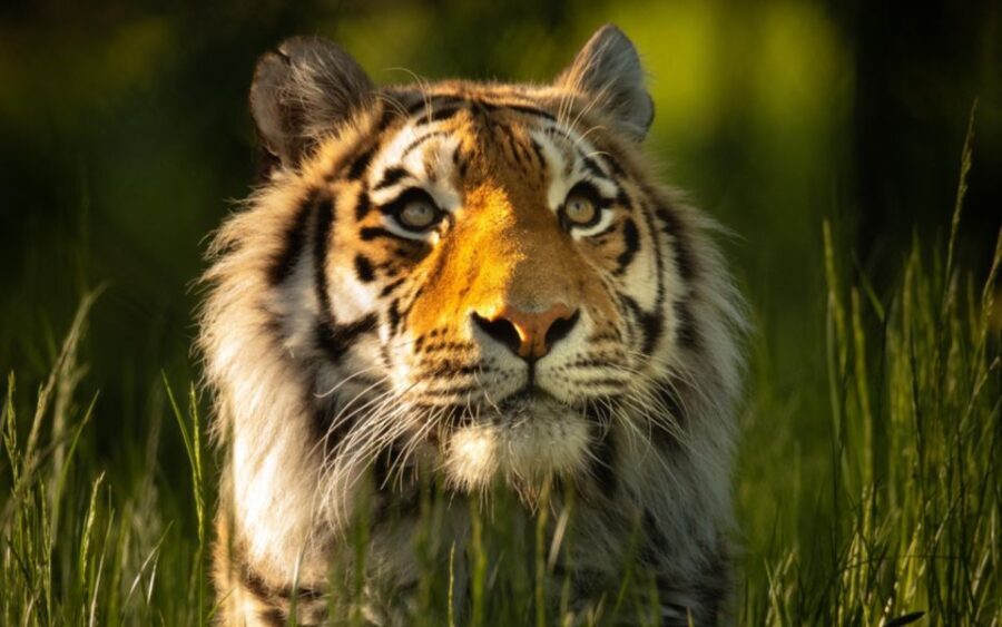 Knowsley: Safari Entry Tickets - What’s Included and What’s Not