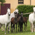 Köflach: Lipizzaner Stud Farm Visit - Exploring the Highlights of the Lipizzaner Farm