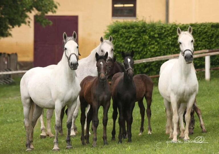 Köflach: Lipizzaner Stud Farm Visit - Exploring the Highlights of the Lipizzaner Farm