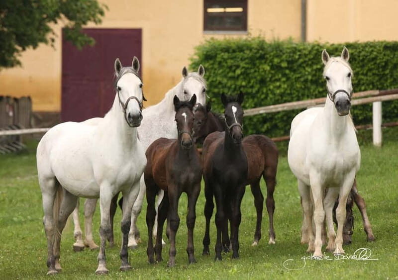 Köflach: Lipizzaner Stud Farm Visit - Exploring the Highlights of the Lipizzaner Farm