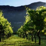 Konavle wine tasting tour from Dubrovnik with 2 vinery's - Who Will Love This Tour?