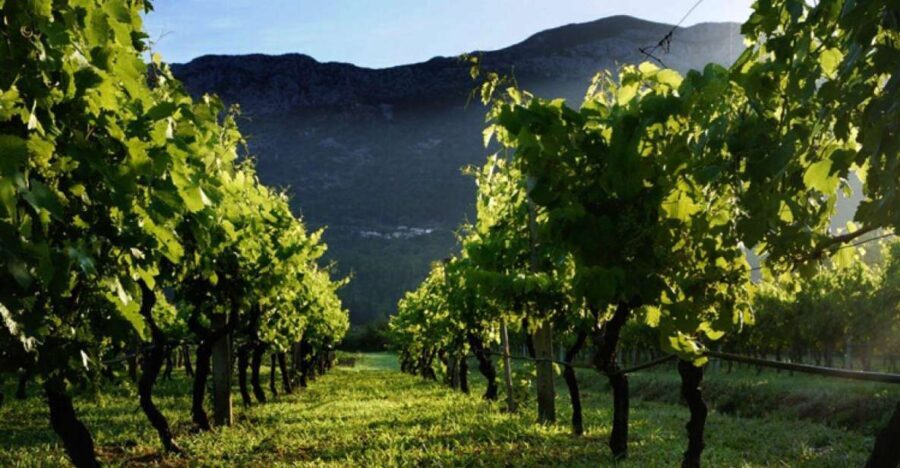 Konavle wine tasting tour from Dubrovnik with 2 vinery's - Who Will Love This Tour?